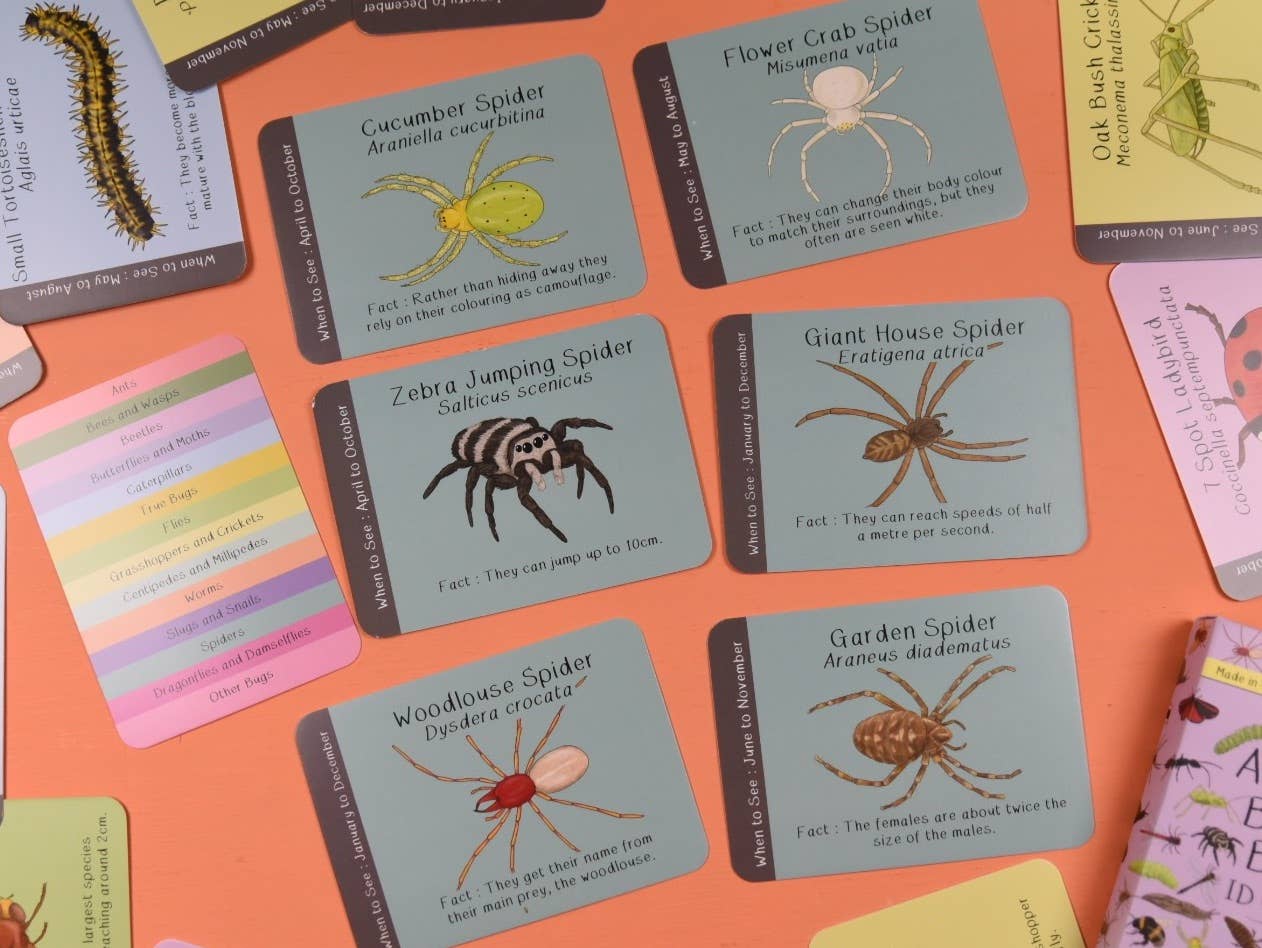 Amazing British Bugs ID Cards – The Wild Spark