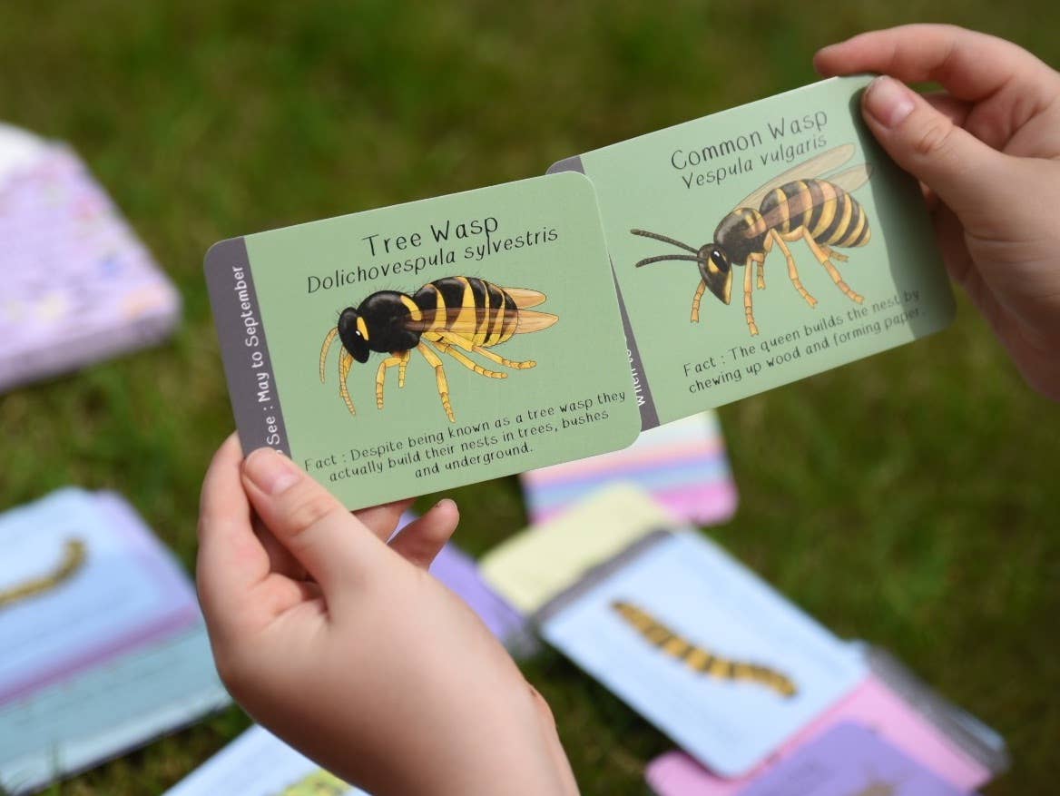 Amazing British Bugs ID Cards – The Wild Spark