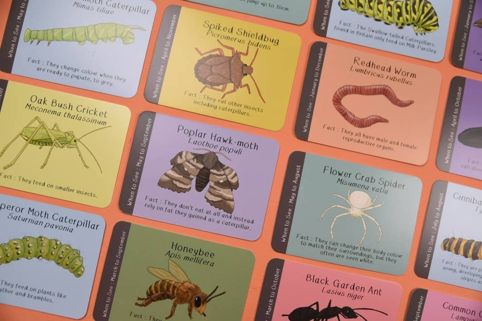 Amazing British Bugs ID Cards – The Wild Spark